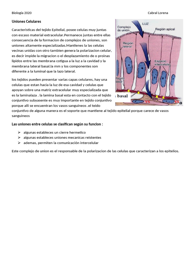 TABAO PRACTICO N 1.2biologia | PDF | Adhesión celular | Epitelio