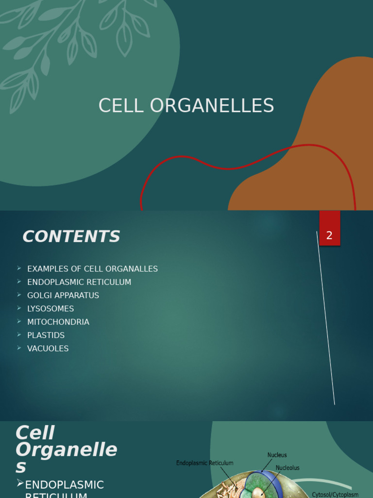 CELL ORGANELLES | PDF | Endoplasmic Reticulum | Lysosome