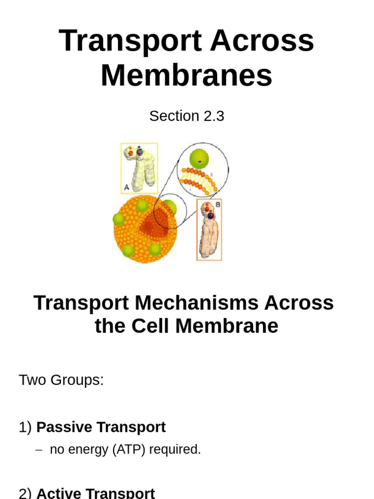 Transport Across Membranes | PDF | Osmosis | Cell Membrane