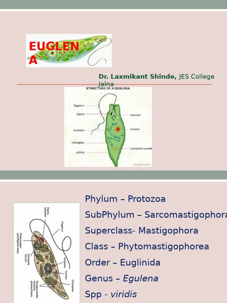 Euglena | PDF | Mitosis | Biological Processes