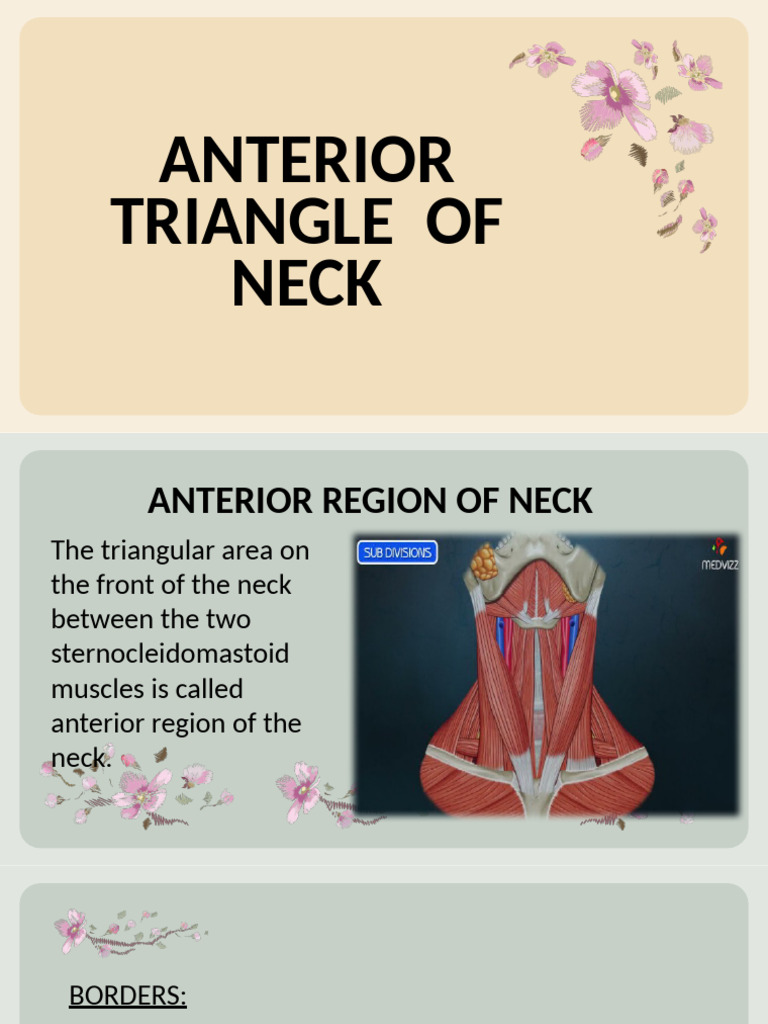 Anatomy of the Carotid Triangle | PDF | Common Carotid Artery | Neck