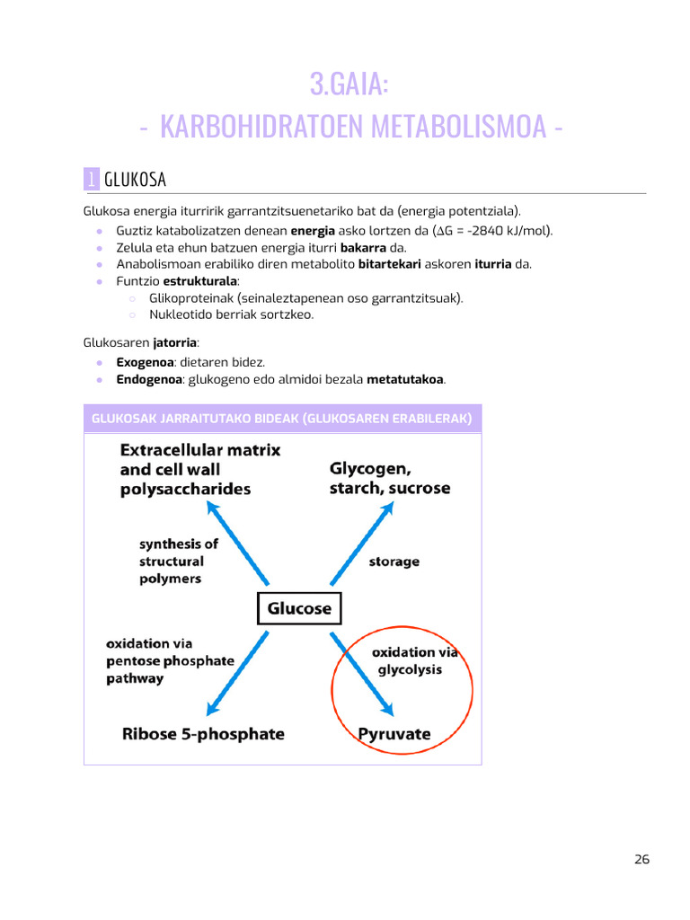 BIOKIMIKA II - 3.gaia (1.zatia - glukolisi-glukoneogenesi) | PDF