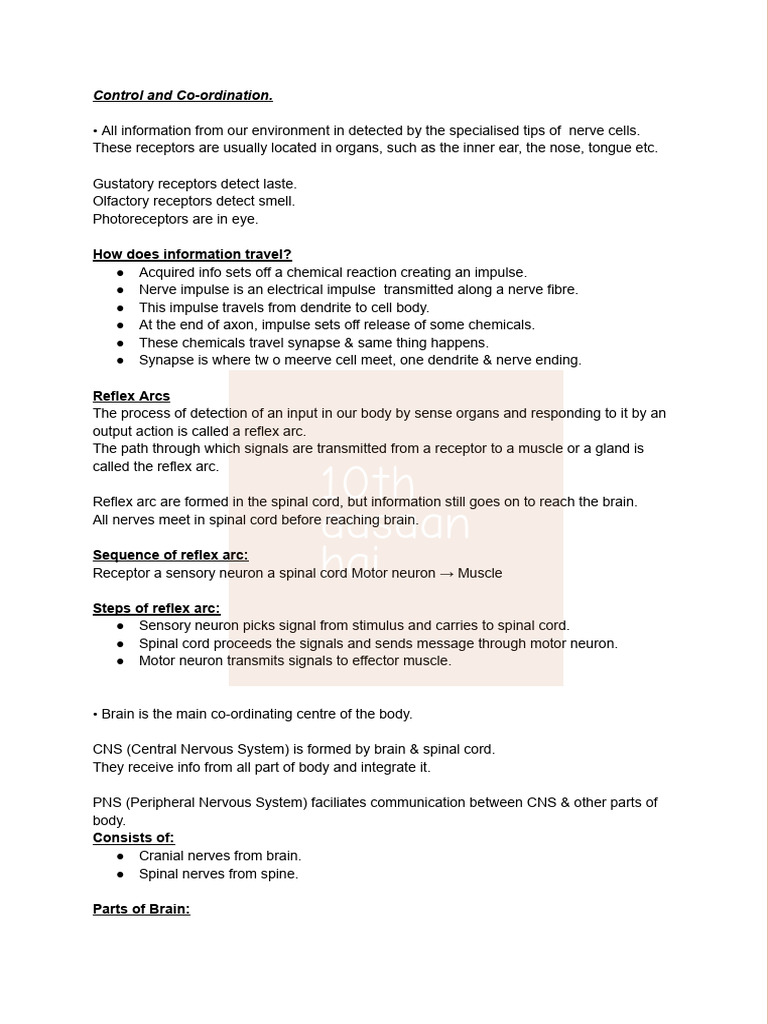 Control and Coordination Class Notes | PDF | Nerve | Central Nervous System