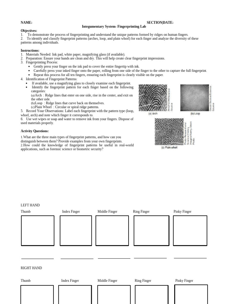 Fingerprinting Lab: Pattern Identification | PDF