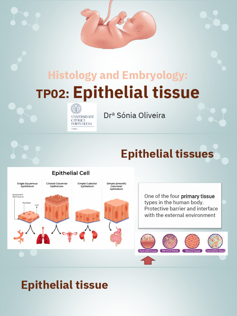 Histology and Embryology:: Epithelial Tissue | PDF | Epithelium | Tissue (Biology)