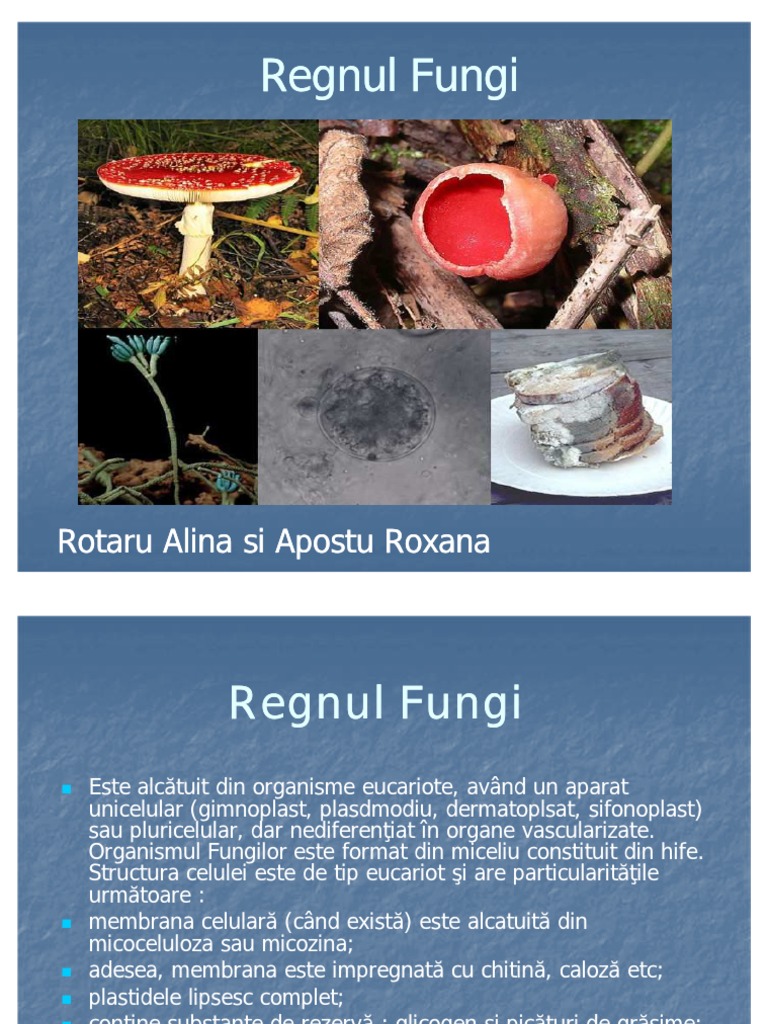 Regnul Fungi | PDF