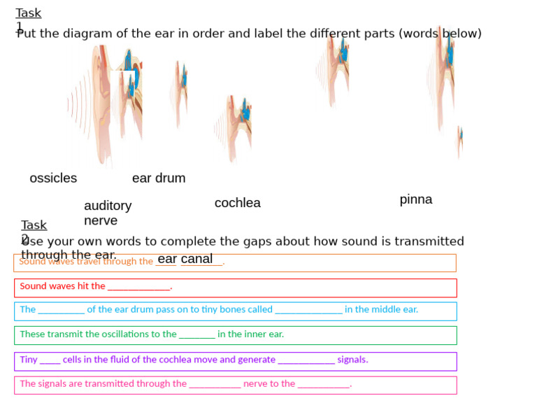 The Ear Match Up Task | PDF