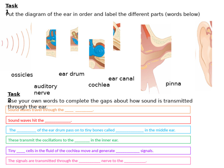 The Ear Match Up Task | PDF
