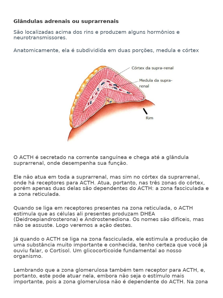 Glândulas Adrenais Ou Suprarrenais | PDF | Glândula suprarrenal | Cortisol