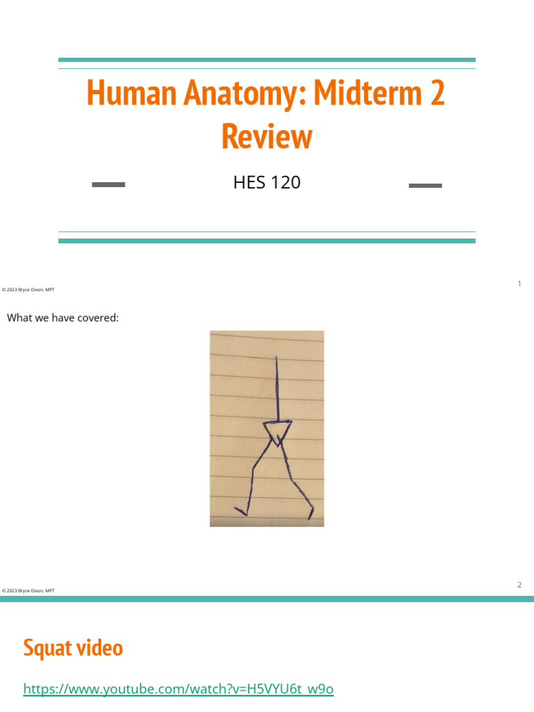 Human Anatomy Midterm 2 Review Guide | PDF | Ankle | Foot