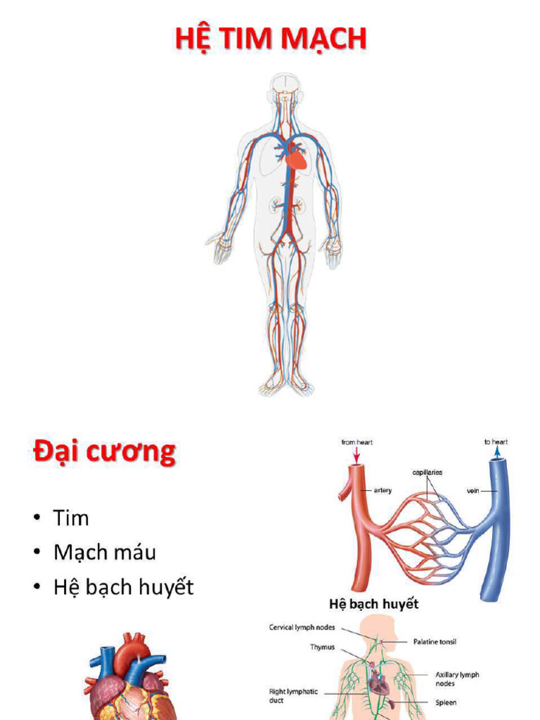 He Tim Mach | PDF