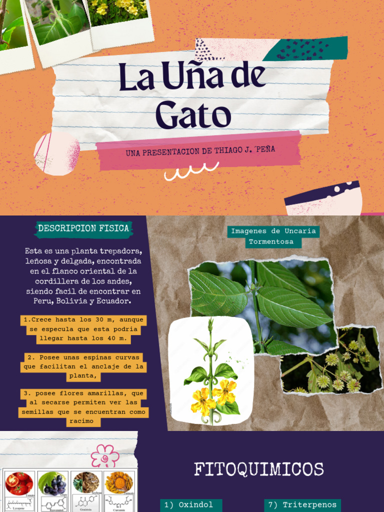 Propiedades y Usos de Uncaria Tomentosa | PDF | Ciencia y matemáticas