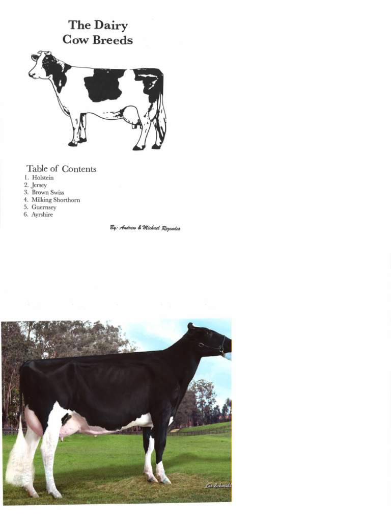 Dairy cow breed | PDF