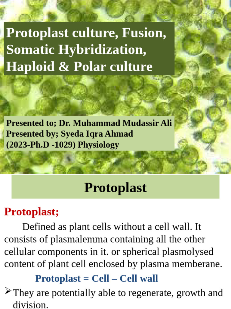 Protoplast Culture & Hybridization | PDF | Ploidy | Fertilisation