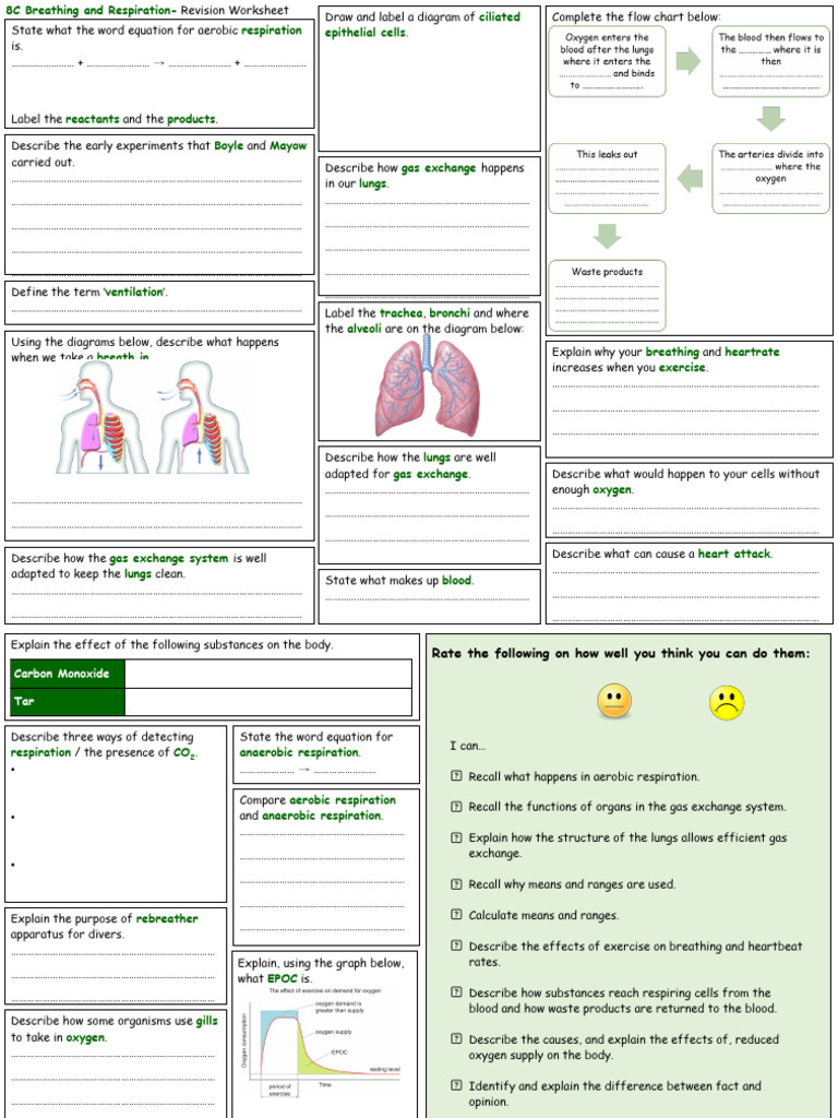 8C Breathing and Respiration Guide | PDF | Breathing | Respiration