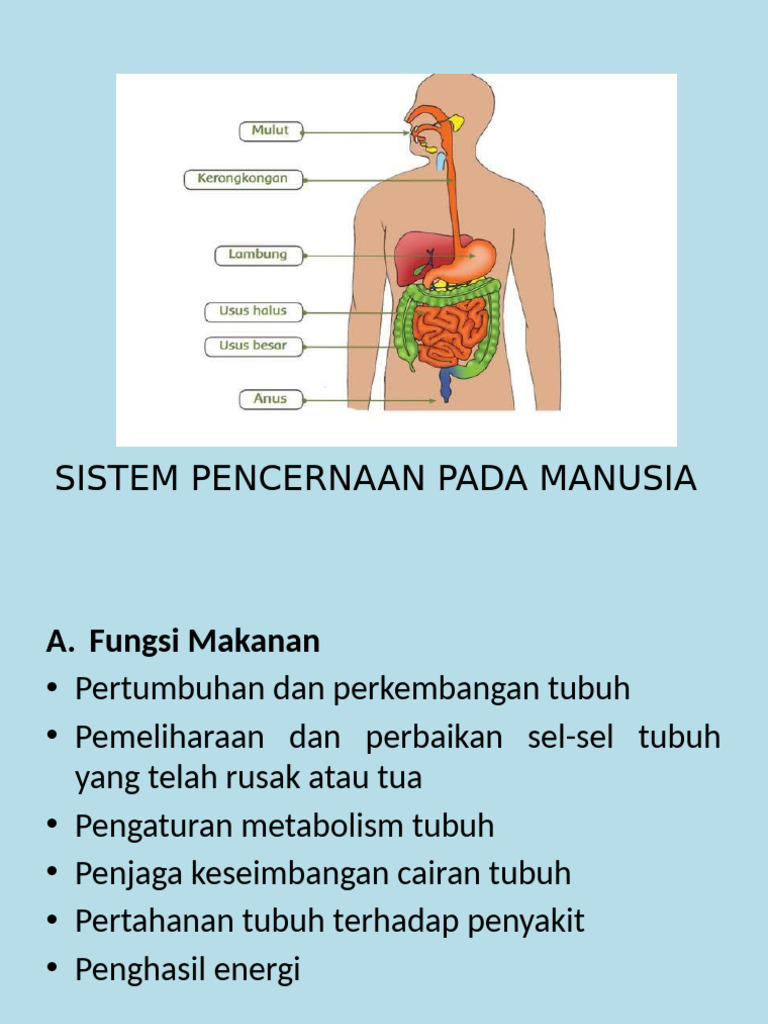 Ipa Bab 5. Sistem Pencernaan Pada Manusia 2 | PDF | Kesehatan Holistik