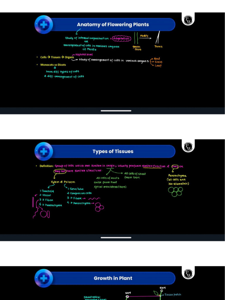 Anatomy Fr | PDF