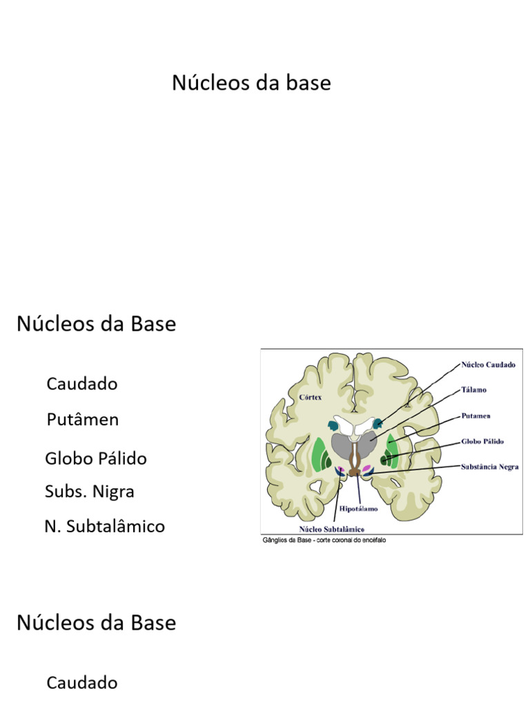 Anatomia dos Núcleos da Base | PDF | Gânglios basais | Telencéfalo