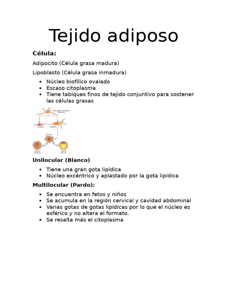 Tejido Adiposo | PDF