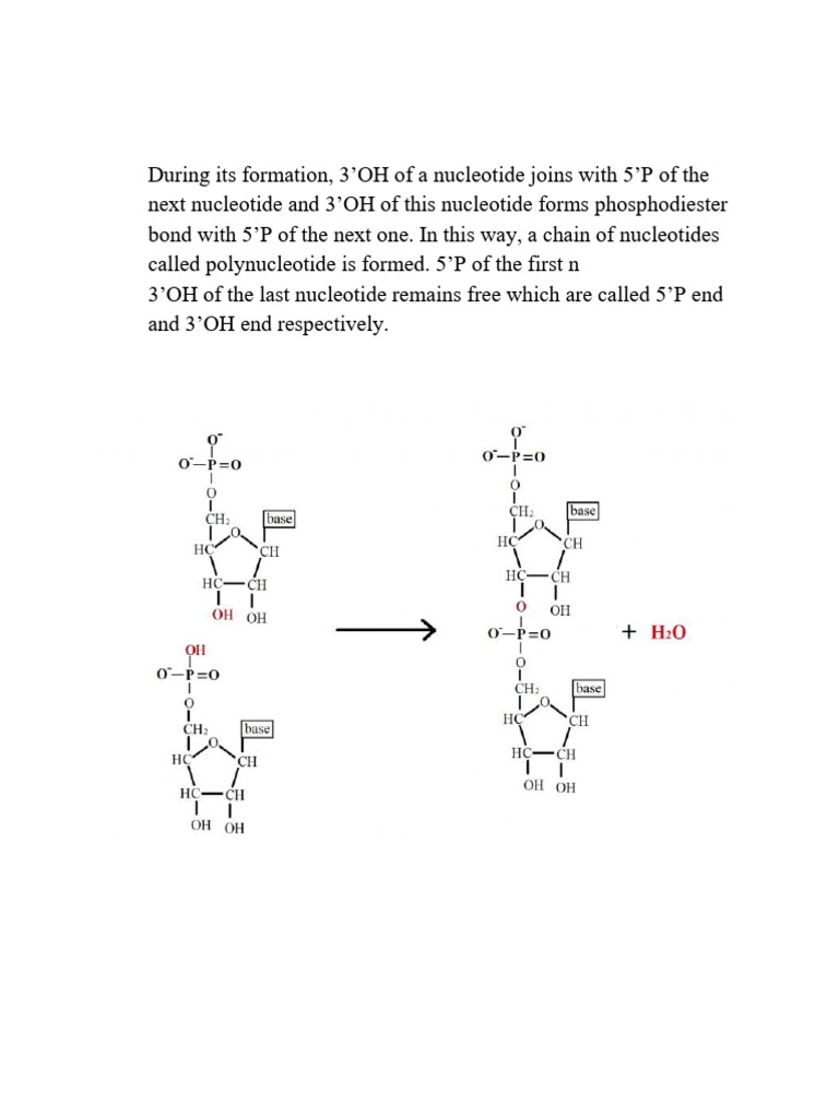 Structure of Polynucleotide Chains | PDF | Foreign Language Studies ...