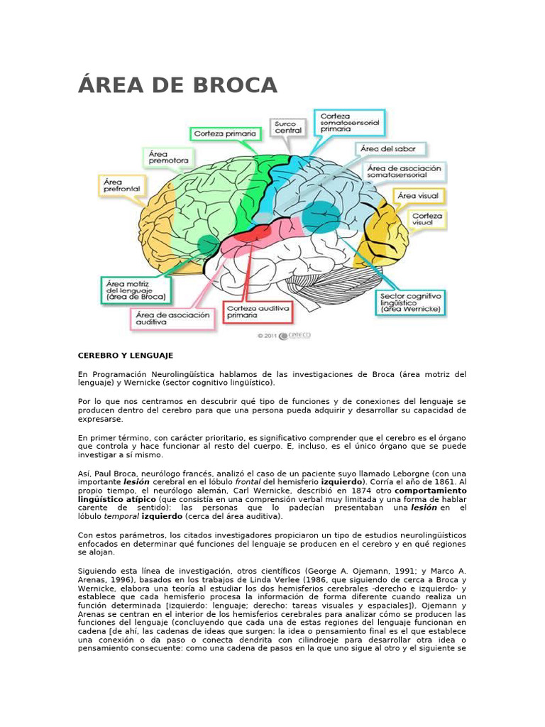 Área de Broca | PDF | Cerebro | Sistema límbico