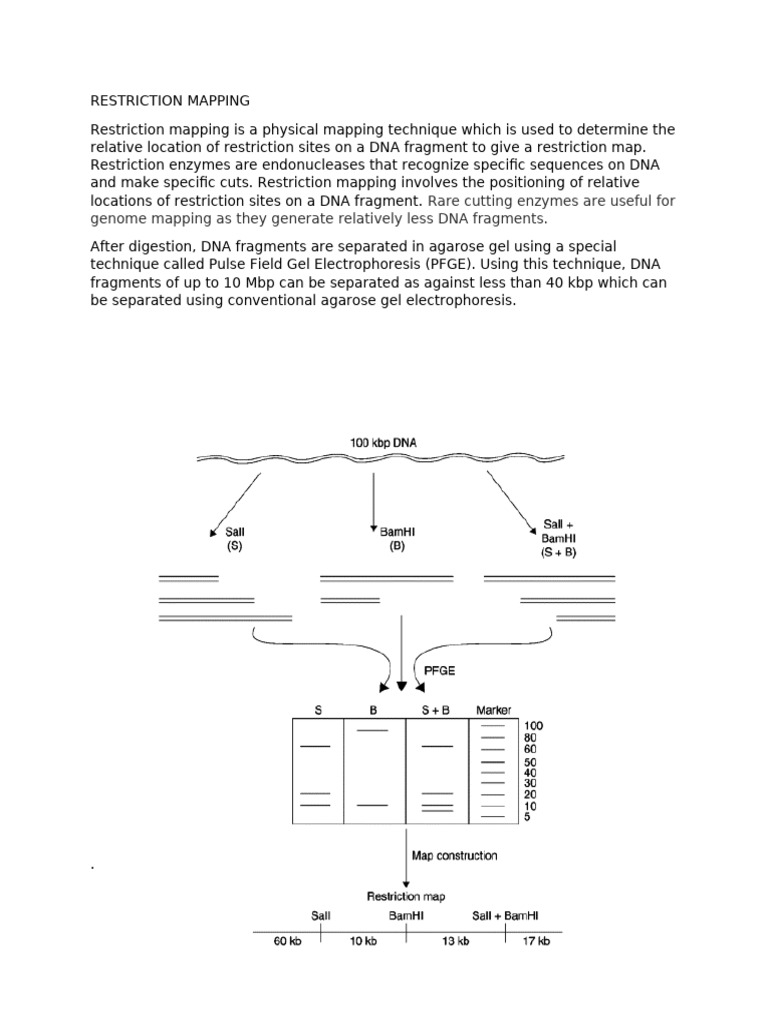 Restriction Mapping | PDF