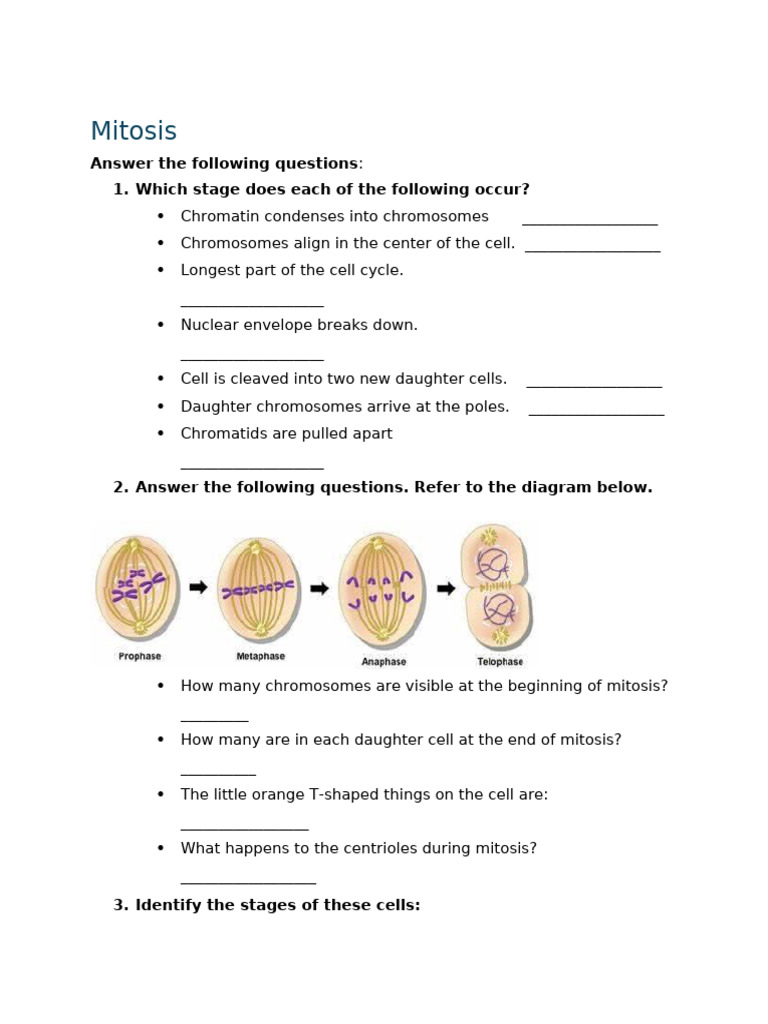 Mitosis and Meiosis Explained | PDF