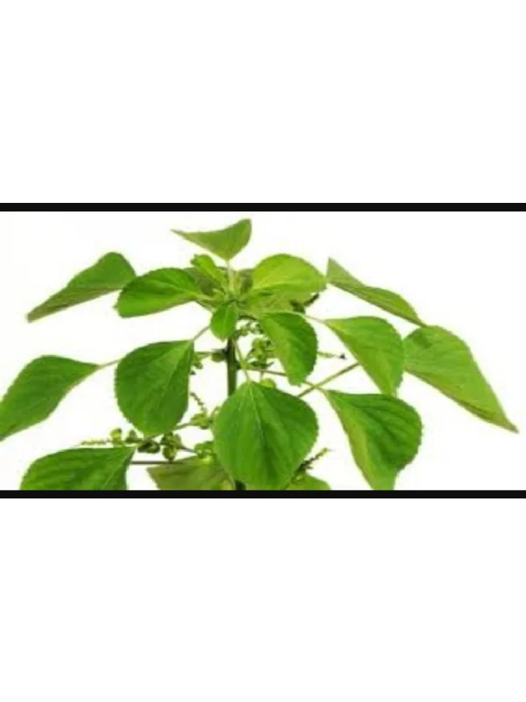 Kuppaimeni | PDF