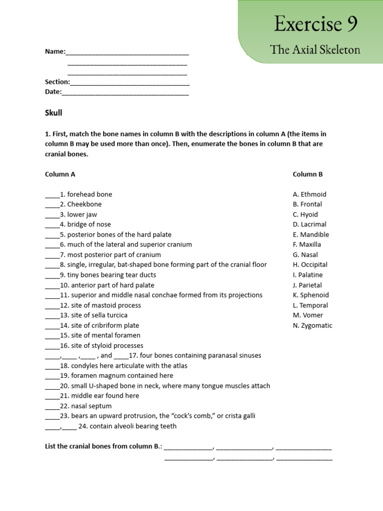 Exercise 9 | PDF | Vertebra | Vertebral Column