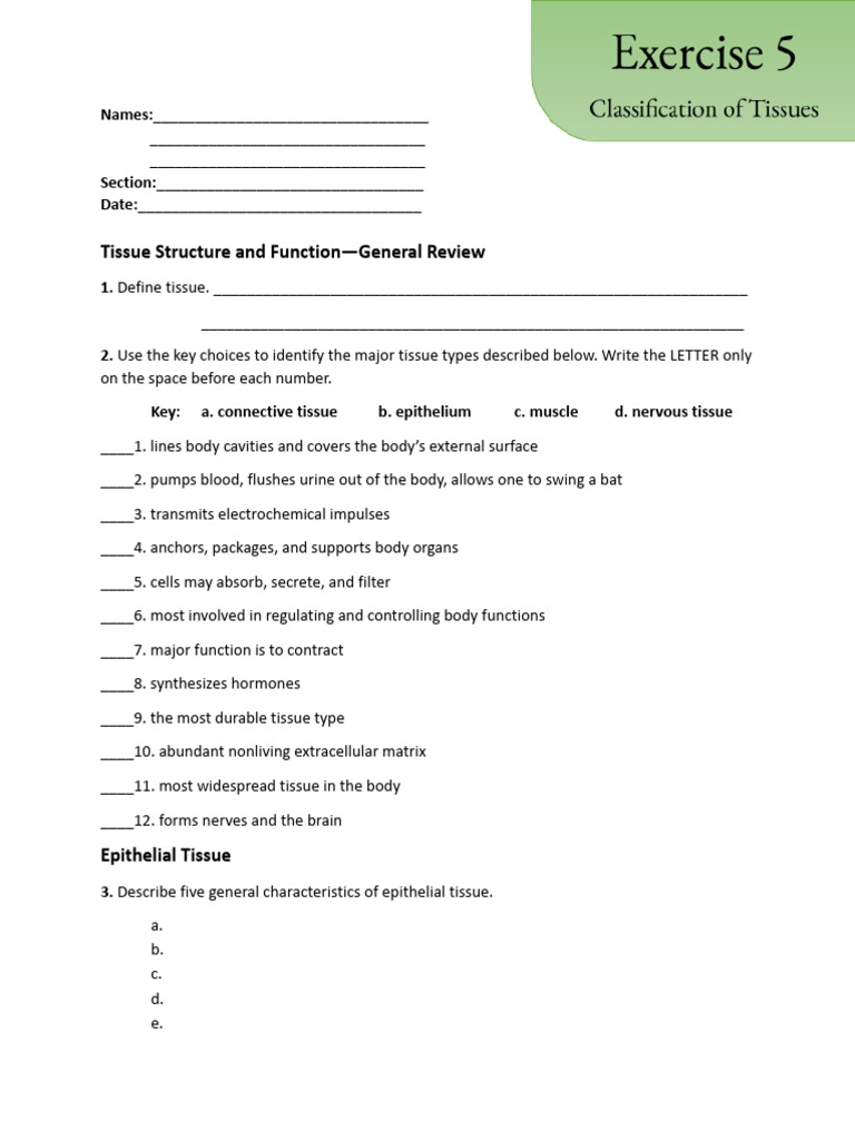 Exercise 5 | PDF | Epithelium | Tissue (Biology)