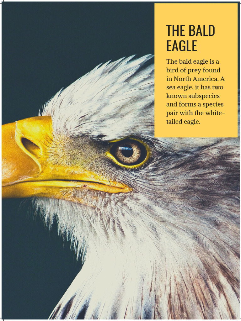 The Bald Eagle Poster | PDF