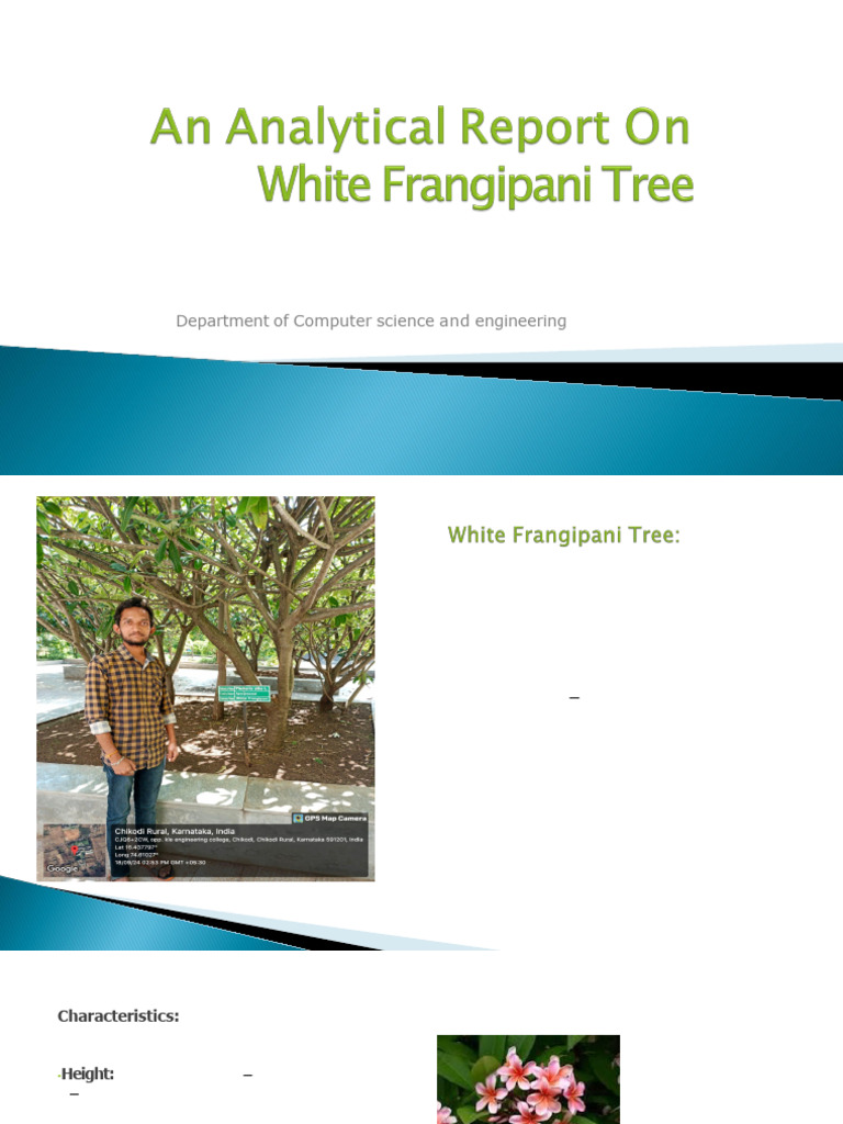 White Frangipani: Uses and Characteristics | PDF