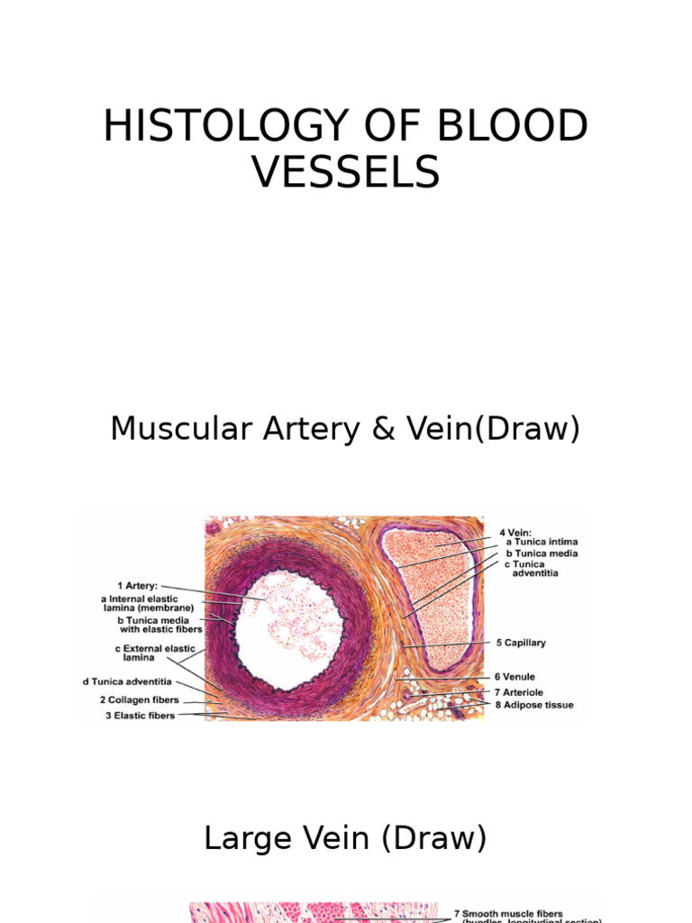 Blood Vessels | PDF