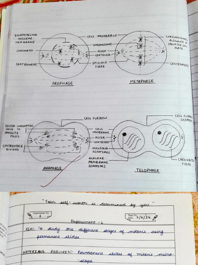 Biology Lab Manual | PDF