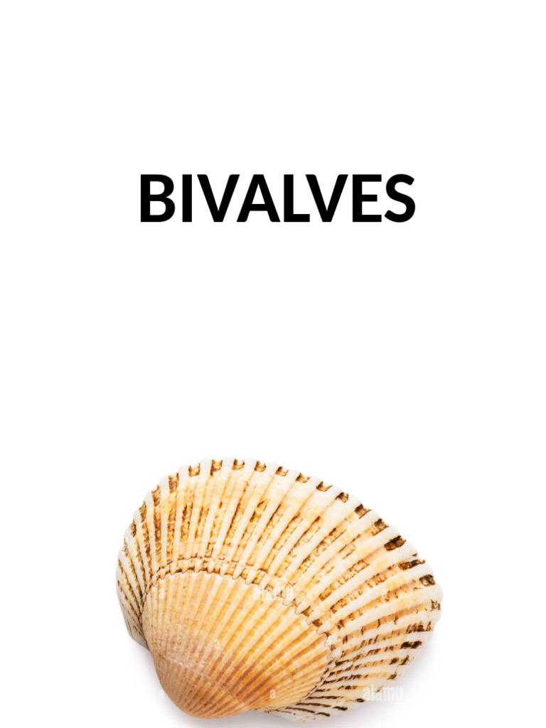 Bivalves | PDF