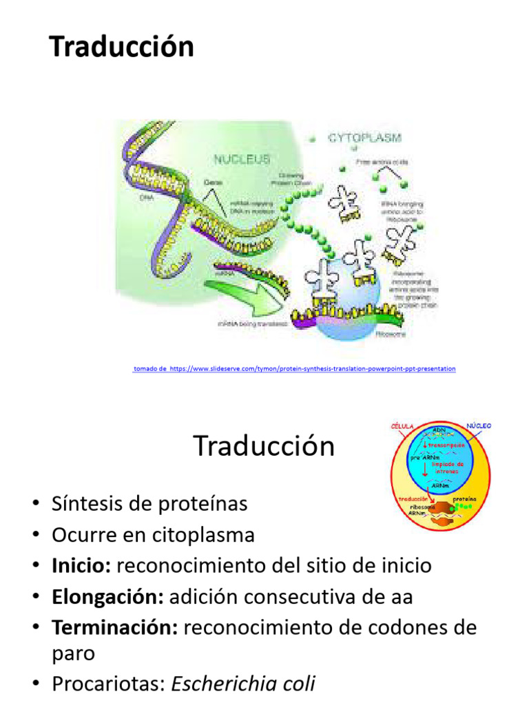 Traducción Curso | PDF | Traducción (biología) | Codigo genetico