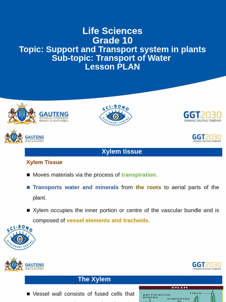 Xylem: Water Transport in Plants | PDF | Tissue (Biology) | Plant Stem