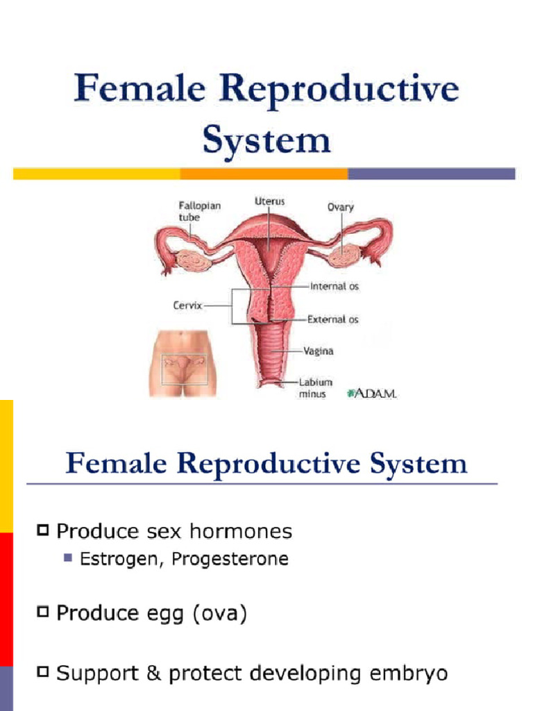 Female Reproductive System | PDF