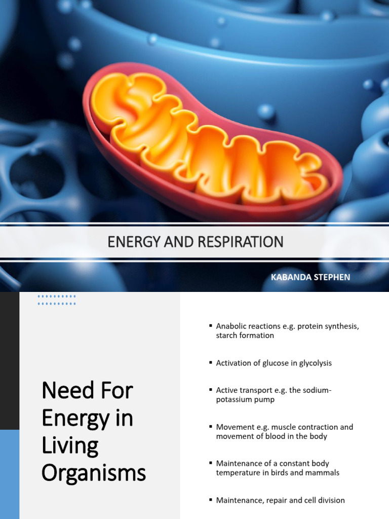 Energy and Respiration1 | PDF | Cellular Respiration | Adenosine ...