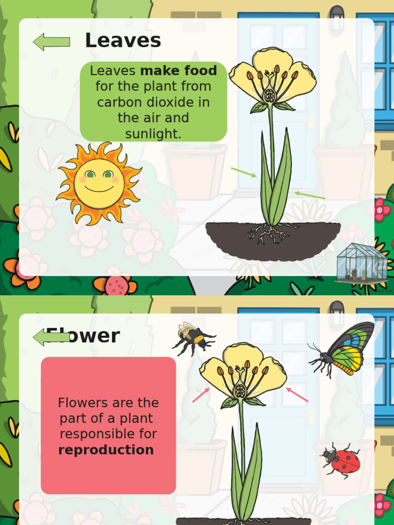 Plant Parts and Their Functions | PDF