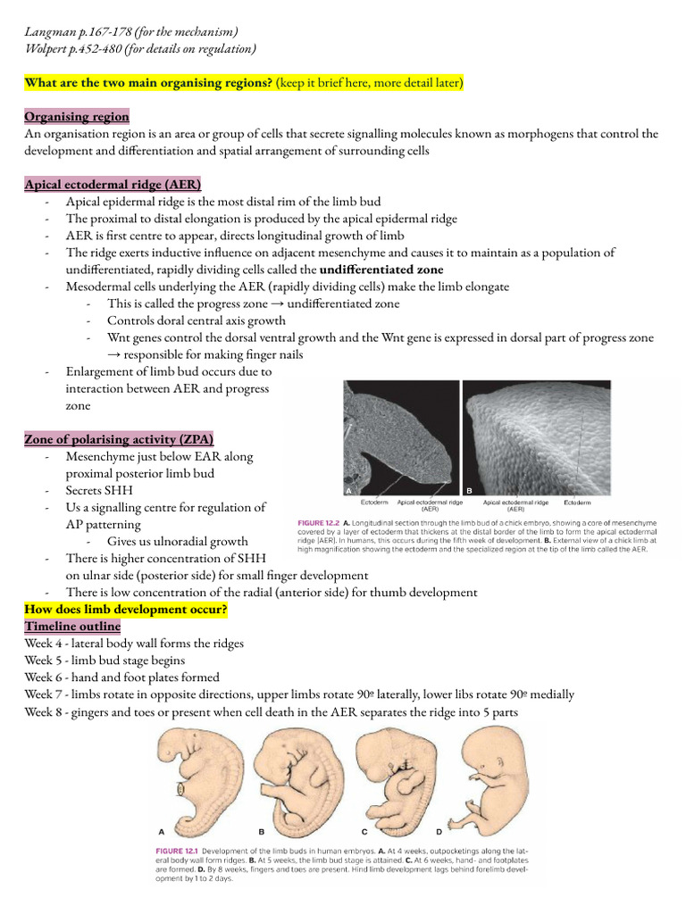 Embryology PBL 4 | PDF | Developmental Biology | Anatomy