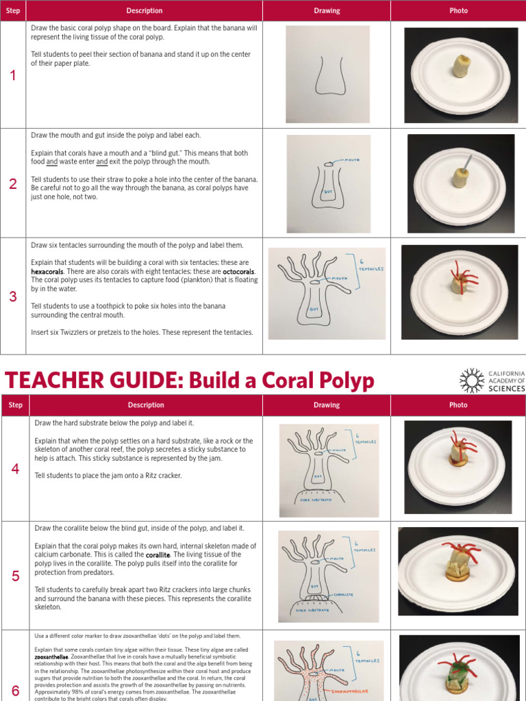 Teacher Guide Build A Coral Polyp Final Small | PDF | Coral | Symbiosis