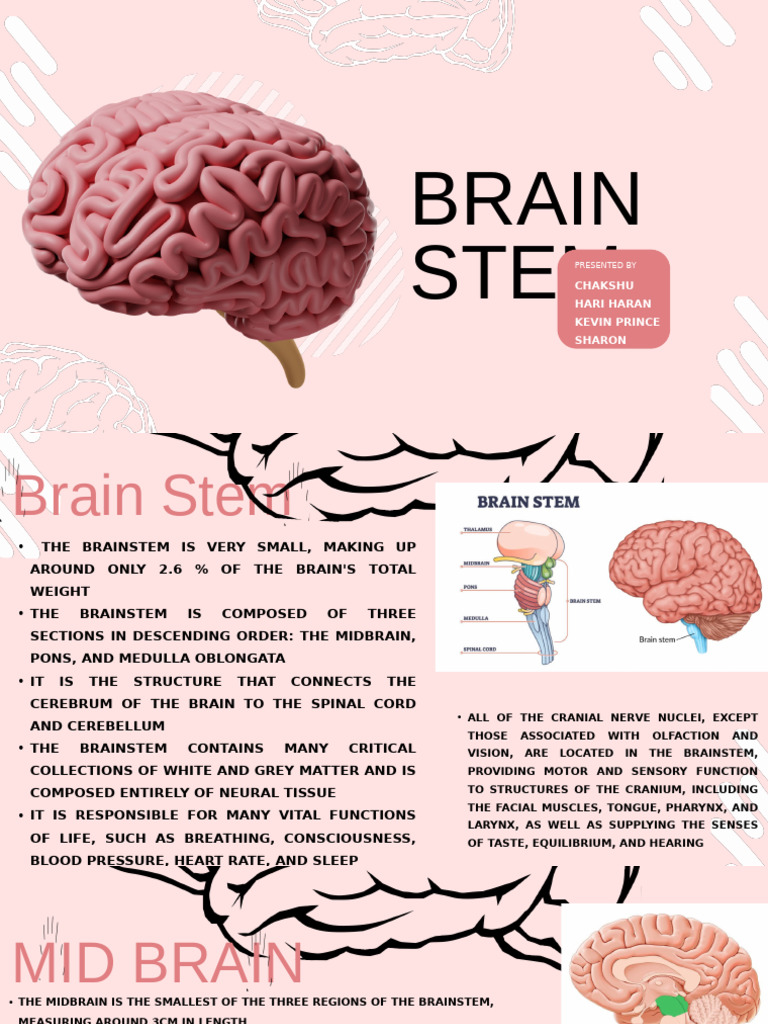brain stem | PDF | Brainstem | Brain
