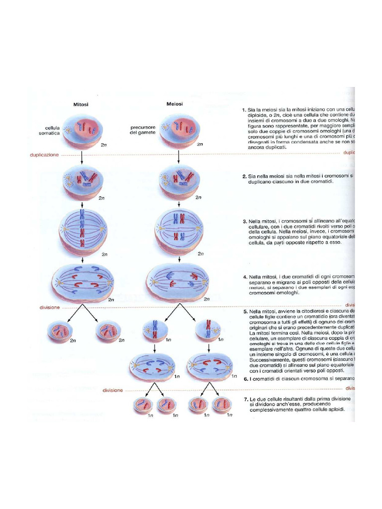 Mitosi e Meiosi (Confronto) | PDF