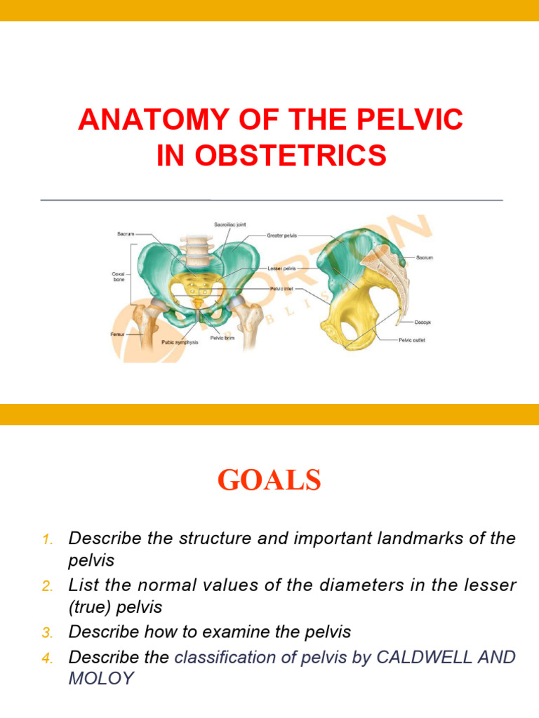 Anatomy of The Pelvic in Obstetrics | PDF | Pelvis | Skeletal System