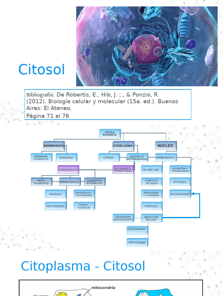 Citosol | PDF | Citoplasma | Biología Celular)