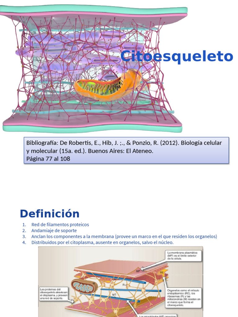 Unidad 1-4 - Citoesqueleto 2 | PDF | Actina | Microtúbulos
