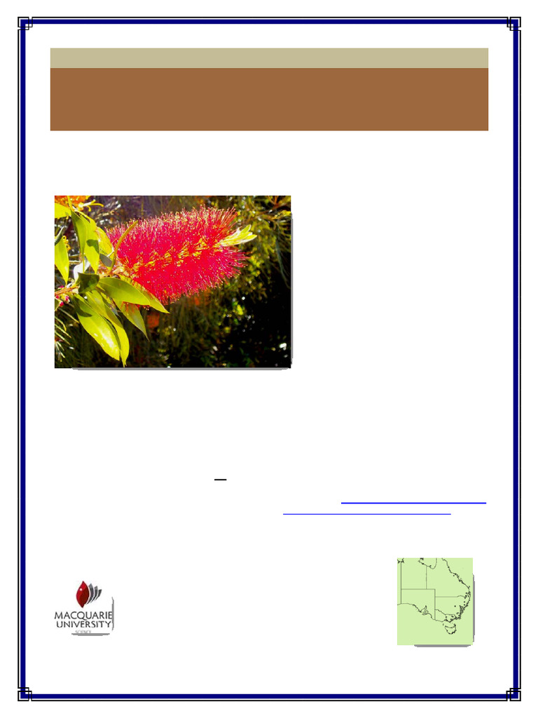 Australian Bottlebrush Plant Guide | PDF