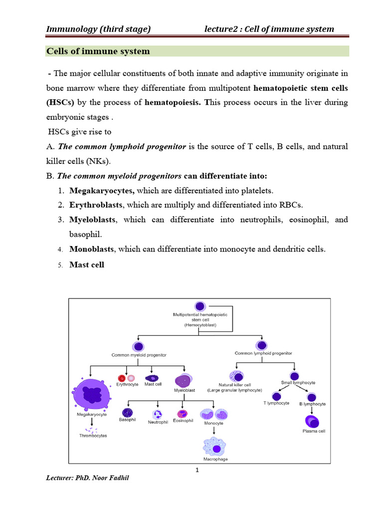 Immune Cells | PDF | T Cell | Natural Killer Cell