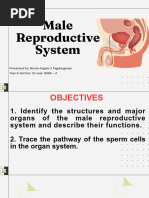 Male Reproductive System Diagram Guide | PDF | Science & Mathematics